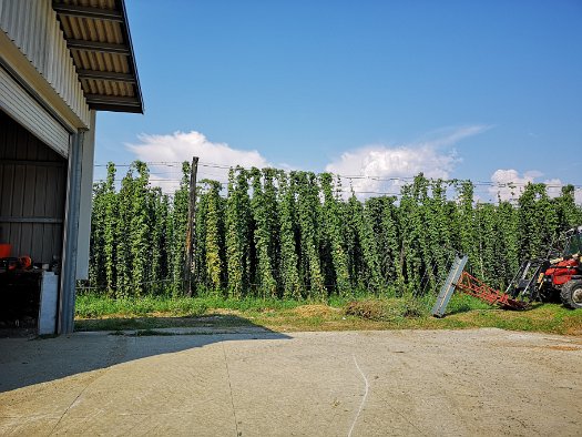 Green Gold Brewing